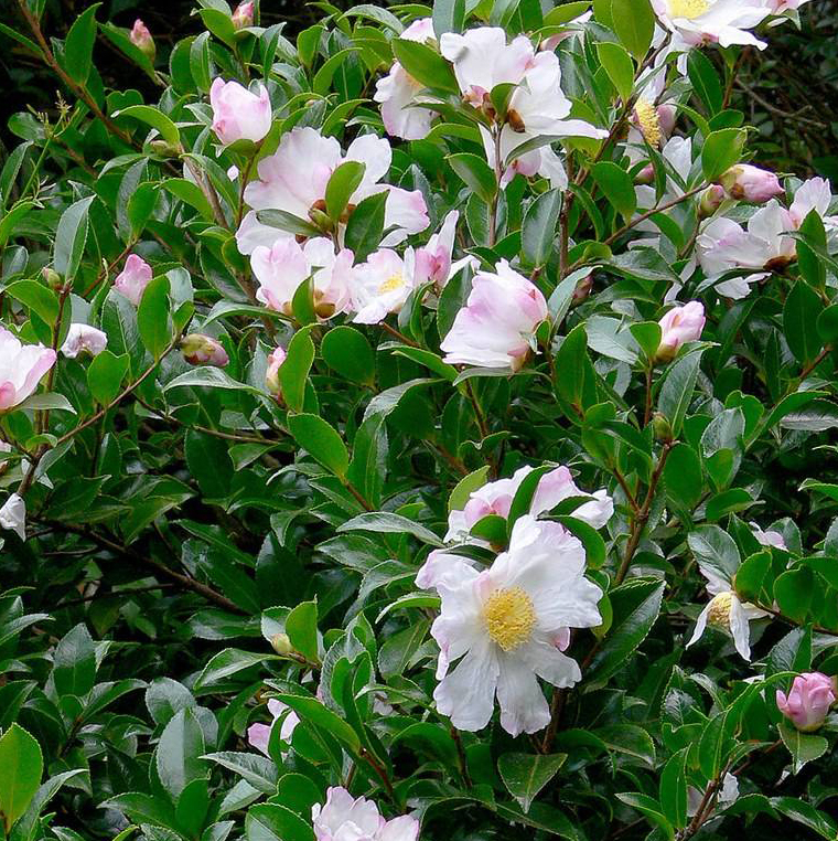 camelia-sasanqua-hana-jiman- Jonathan Snow - Landscape and Garden Design